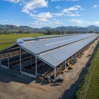 China Ventilated Steel Framed Agricultural Buildings Stable For Horse And Cow for sale