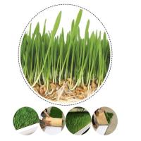 China Germination Hydroponic Fodder System / Cattle Green Fodder Growing Machine for sale