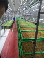 China Germination Hydroponic Fodder System / Cattle Green Fodder Growing Machine for sale