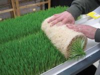 China Grass Hydroponic Fodder Machine Livestock Big Farm Fodder Growing Systems for sale