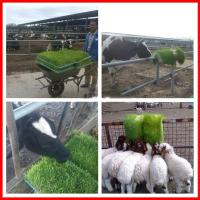 China Automatic Barley Hydroponic Fodder Machine Cattle Green Fodder Growing Machine for sale