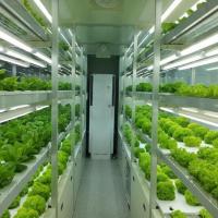 China Seeds Growing Automatic Fodder Machine Save Energy Green Fodder Machine for sale