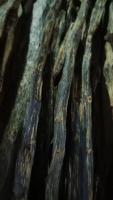 China Nha Trang Vietnam OUD Agarwood Earthy Old Material Random Ornaments Full Of Oil for sale