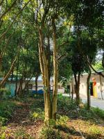China Guangdong Agarwood Oud Tree 10 Meters Planting Saplings White Sandalwood for sale