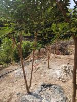 China Guangdong Agarwood Oud Tree 10 Meters Planting Saplings White Sandalwood for sale