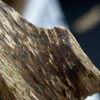 China Authentic OUD Agarwood raw material perfect for essential oil extraction perfume formulation and traditional therapeutic for sale