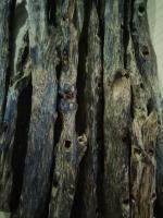 China Pure OUD Agarwood raw material ideal for crafting exquisite perfumes incense and essential oils with rich deep woody aroma for sale