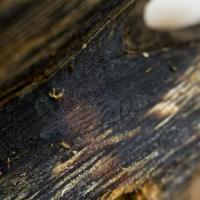 China High grade OUD Agarwood resin perfect for essential oil extraction perfume manufacturing and aromatic incense production for sale