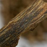 China Exclusive OUD Agarwood resin material used extensively in high end perfumes incense and natural therapeutic preparations for sale
