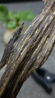 China Natural OUD Agarwood resin raw material ideal for perfume industry incense making and traditional medicinal applications for sale