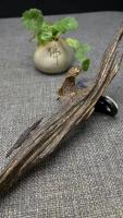 China Natural OUD Agarwood resin raw material ideal for perfume industry incense making and traditional medicinal applications for sale