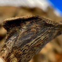 China Bulk OUD Agarwood natural agarwood wood and resin for essential oil extraction perfume and incense product manufacturing for sale