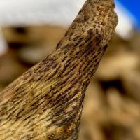 China Bulk OUD Agarwood natural agarwood wood and resin for essential oil extraction perfume and incense product manufacturing for sale
