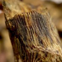 China Bulk OUD Agarwood natural agarwood wood and resin for essential oil extraction perfume and incense product manufacturing for sale