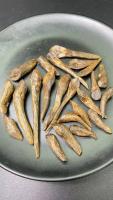 China Natural OUD Agarwood raw material ideal for essential oil extraction and high end fragrance manufacturing processes for sale