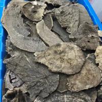 China Natural OUD Agarwood raw material ideal for essential oils incense and high end perfume manufacturing industries globally for sale