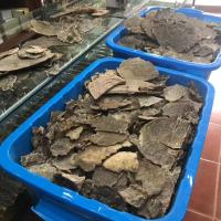 China Natural OUD Agarwood raw material ideal for essential oils incense and high end perfume manufacturing industries globally for sale