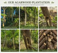 China Ancient Wild Insect Leak Agarwood OilAgarwood Oil for sale