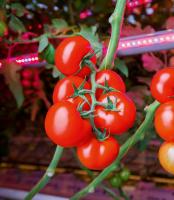 China Tomatoes Cucumber 50W 80W 100W LED Interlighting Waterproof High Value Indoors Grow Light For Booming Easy Installation for sale