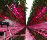 China Tomatoes Cucumber 50W 80W 100W LED Interlighting Waterproof High Value Indoors Grow Light For Booming Easy Installation for sale