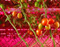 China Tomato grow light 50W LED Interlighting IP66 Commercial High Efficiency Greenhouse Grow Lights for sale