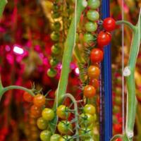 China Cucumber LED Interlighting 80W High Output Supplemental Greenhouse Lighting for sale