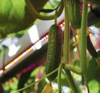 China Cucumber LED Interlighting 80W High Output Supplemental Greenhouse Lighting for sale