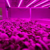 China High Efficiency Directly Plug 30w Led Grow Light With 50,000 Working Hours for sale