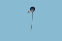 China Rigid Hysteroscope 1.9mm 30 Degree A4677A for Accurate Imaging in Hysteroscopy for sale