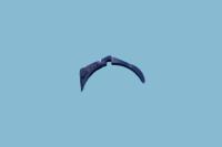 China Inner Ring for Gastroscope Colonoscope Control Cover 170 190 290 Series for sale