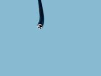China Olympus ENF-VT2 Video Rhinolaryngoscope 365mm Working Length 2.0mm Channel for sale