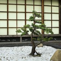 China Anti - Fading Plastic Artificial Landscape Trees For Airport Interior Decoration for sale