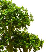 China China Wholesale Boxwood Tree Decoration Plant Artificial Boxwood Tree Bonsai For Decoration for sale