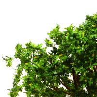 China Wholesale Boxwood Tree Artificial Boxwood Tree for Decoration for sale