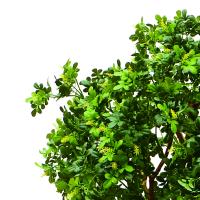 China Cheap Price Boxwood Tree Artificial Boxwood Tree For Indoor Decoration for sale