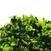 China Boxwood Tree With Multi Trunks Artificial Boxwood Tree For Indoor Decoration for sale