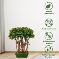 China Boxwood Tree With Multi Trunks Artificial Boxwood Tree For Indoor Decoration for sale