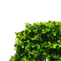 China Boxwood Tree With Multi Trunks Artificial Boxwood Tree For Indoor Decoration for sale
