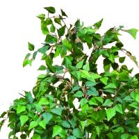 China Besting Selling No Nursing Artificial White Birch Bonsai Evergreen With Real Bark For Balcony for sale
