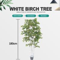 China Ornamental Plant Artificial Radermachera sinica Indoor Landscape Natural Greening for sale