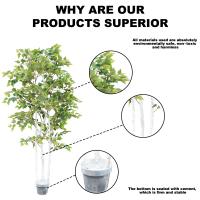 China Ornamental Plant Artificial Radermachera sinica Indoor Landscape Natural Greening for sale