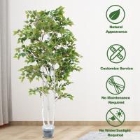 China Ornamental Plant Artificial Radermachera sinica Indoor Landscape Natural Greening for sale