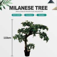 China Potted Pine Tree for  Decoration for sale