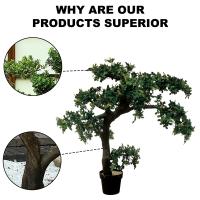 China Potted Pine Tree for  Decoration for sale