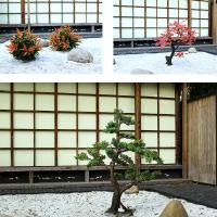 China Potted Pine Tree for  Decoration for sale
