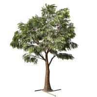 China Anti UV Artificial Babul Trees For Outdoor Landscape Evergreen 5.5 Meters Fiber Glass for sale