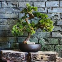 China Custom Size Artificial Bonsai Office Silk Potted Palnts Desk Decoration Vibe Green Plants for sale