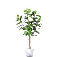 China 120cm 160cm Artificial Ficus Lyrata House Floor Plants Evergreen Refreshing Plants for sale