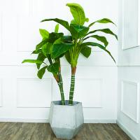 China Dieffenbachia Artificial Landscape Plants Anti UV Evergreen Looking Natural Faux Tree for sale
