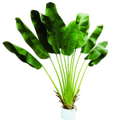 China 2m Fiber Glass Artificial Potted Plant Indoor Evergreen Decorative Banana Tree for sale